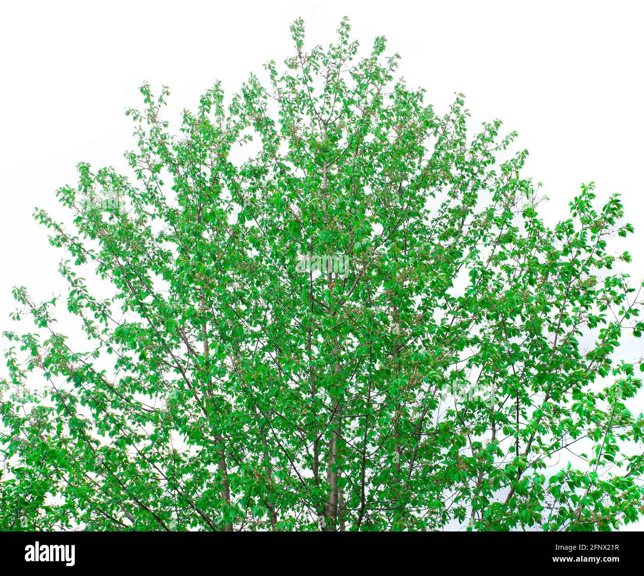green fresh tree isolated on white background. nature concept Stock ...