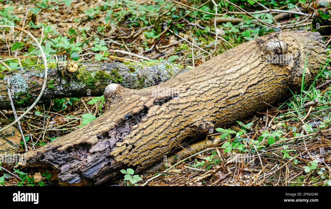 A decaying fallen tree in a sheffield forest, displaying vivid contrast ...