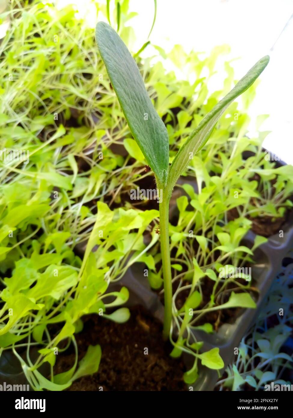 Calabash house hi-res stock photography and images - Alamy