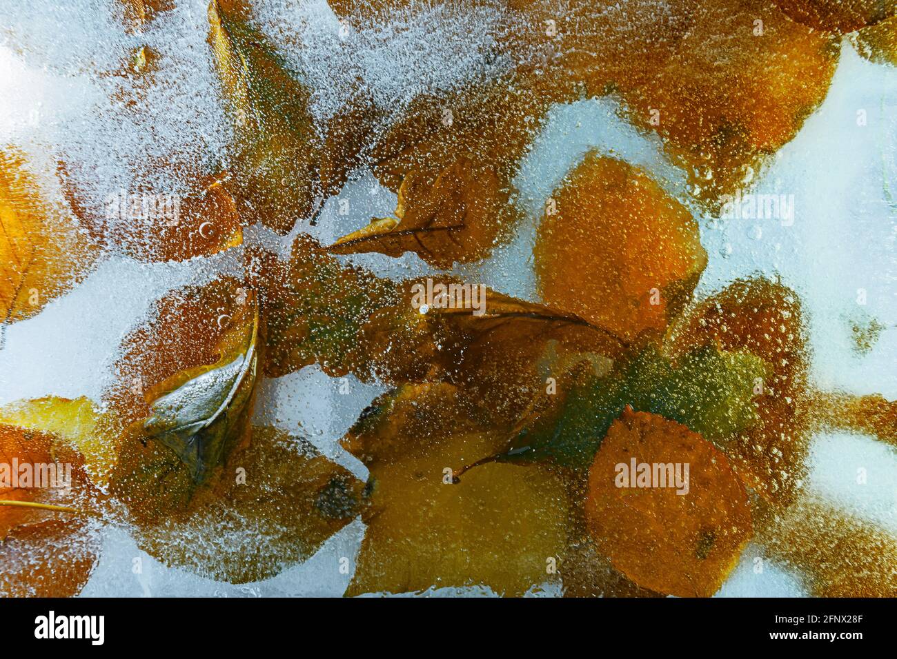 Autumn colours. Fallen leaves frozen in the ice Stock Photo - Alamy