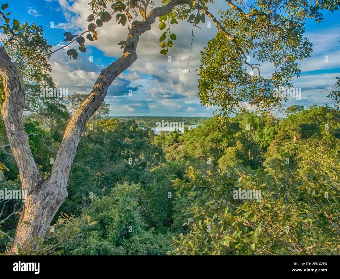 Brazil amazon rainforest amazonia jungle hi-res stock photography and ...