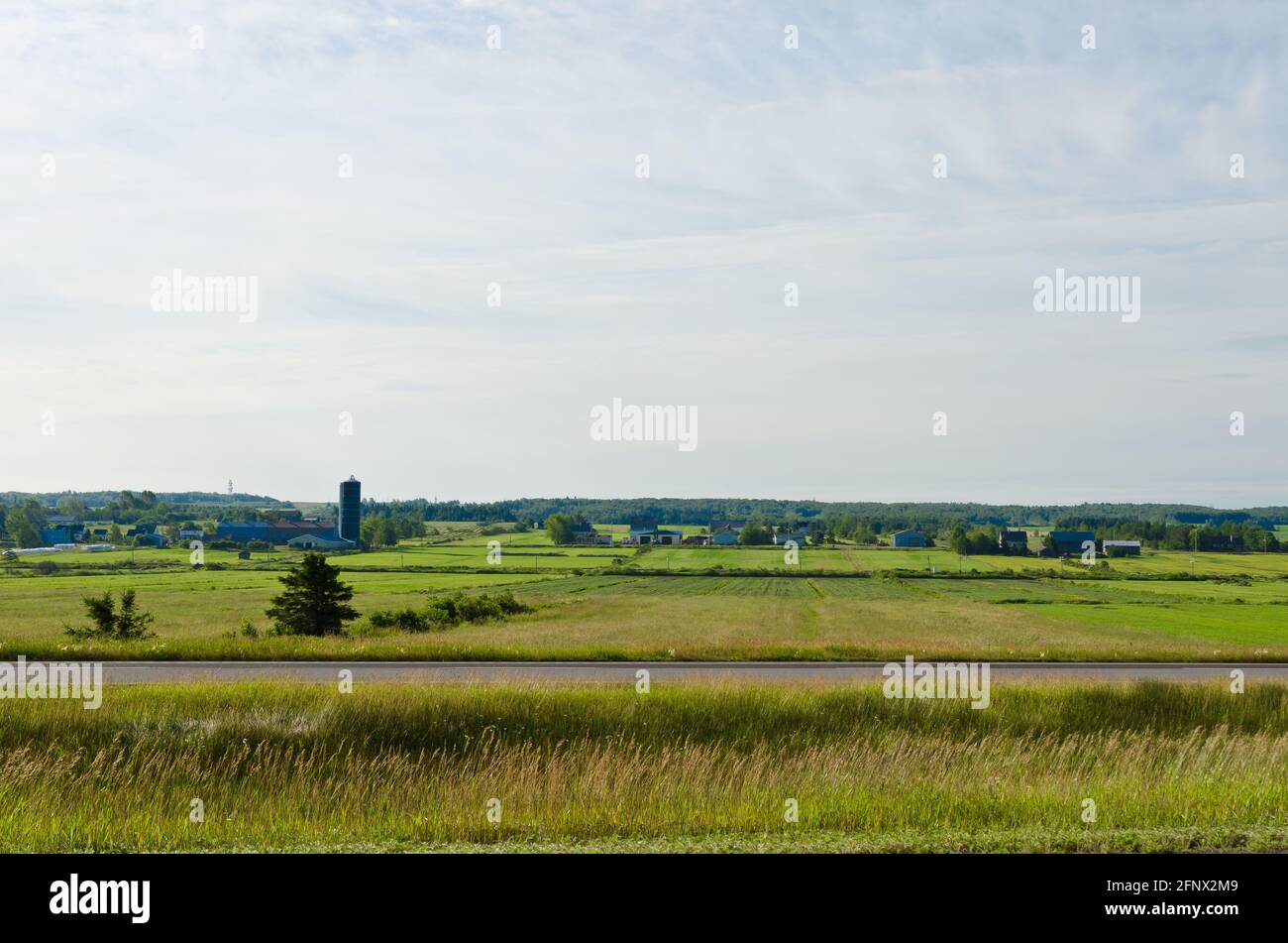 Green grass plant in South Quebec, Canada Stock Photo - Alamy