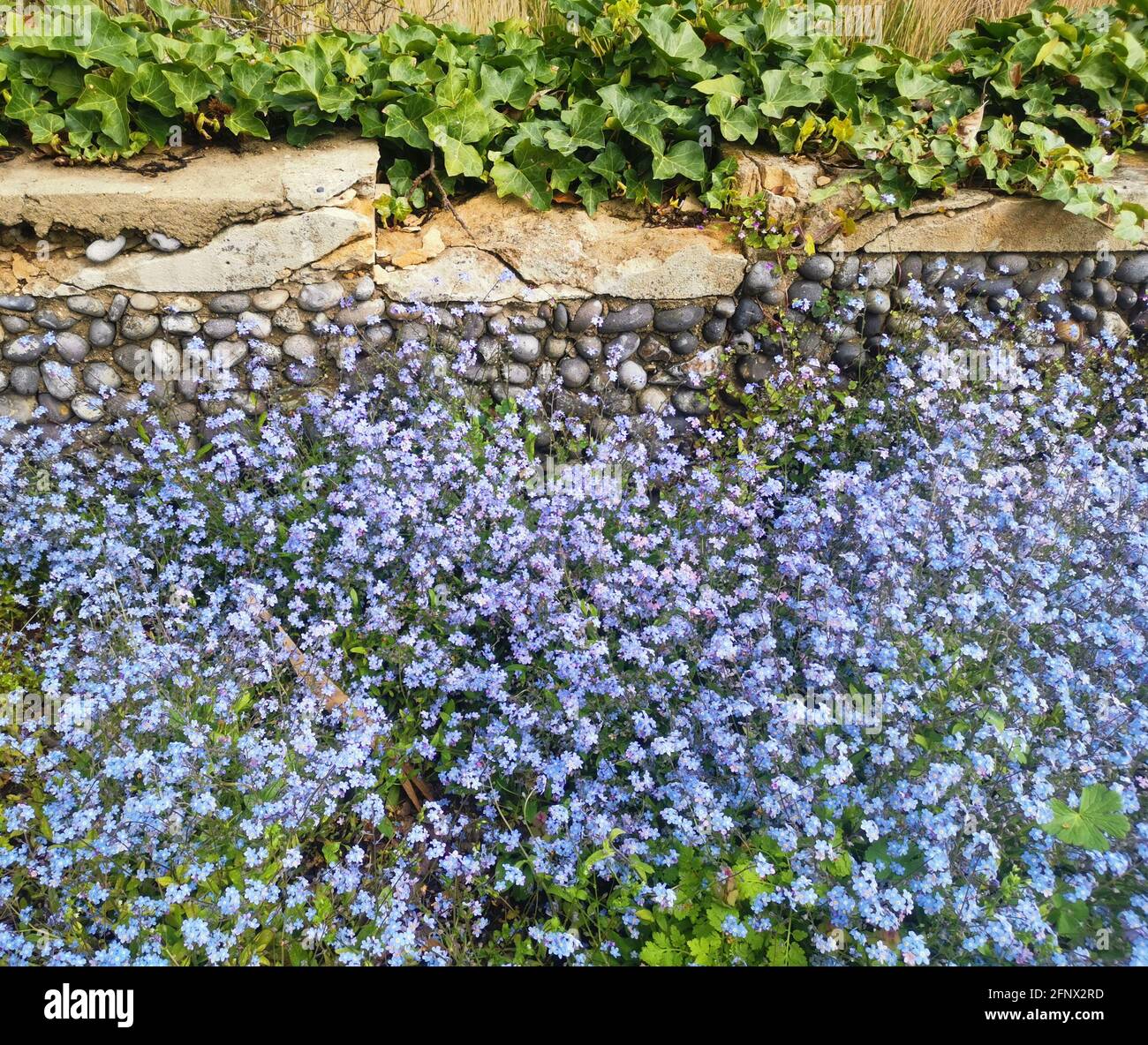 Spring image of blue forget-me-nots with stone wall and ivy in ...
