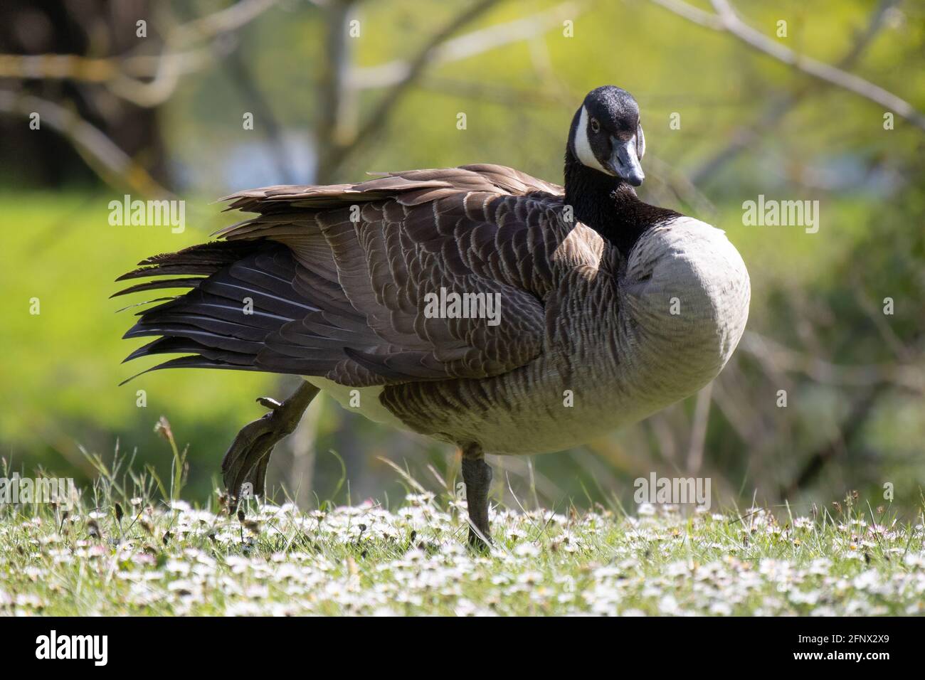 Geese and Swans close up images Stock Photo - Alamy