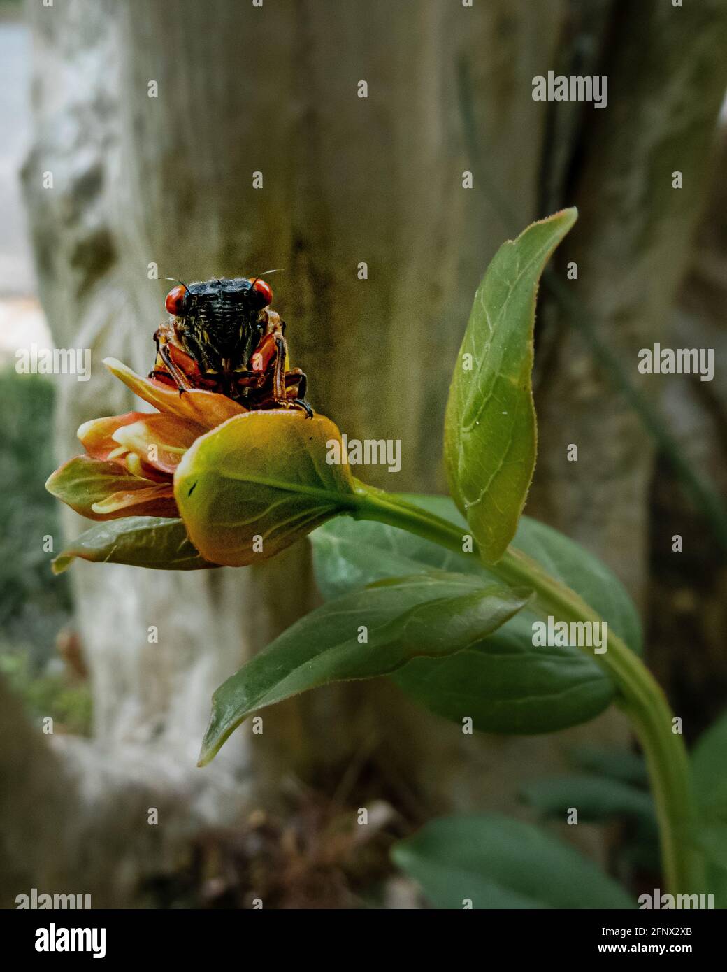 Frontal shot of Brood X Cicada (Magicicada) on green leaf and stem ...