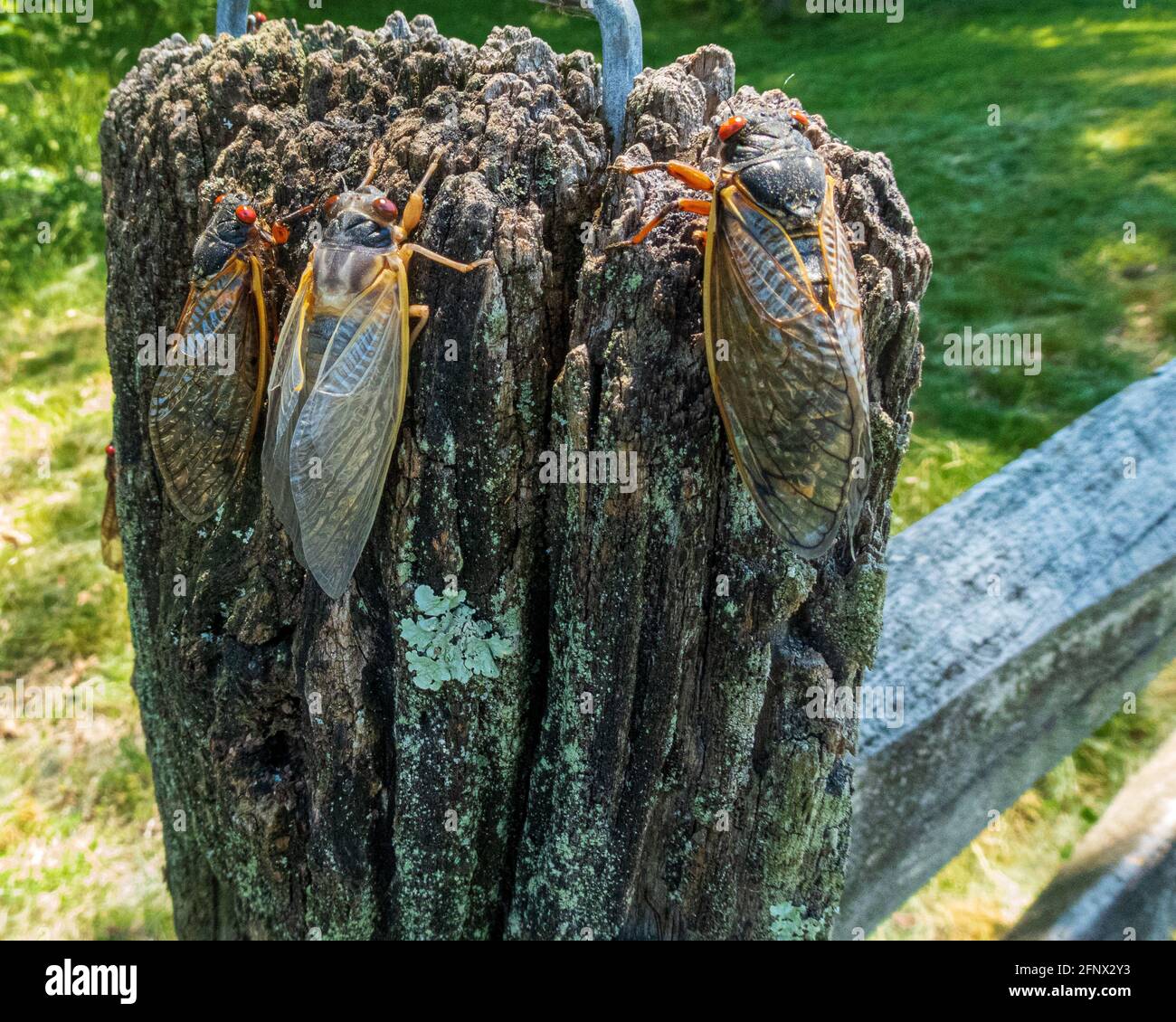 Cicadas hi-res stock photography and images - Alamy