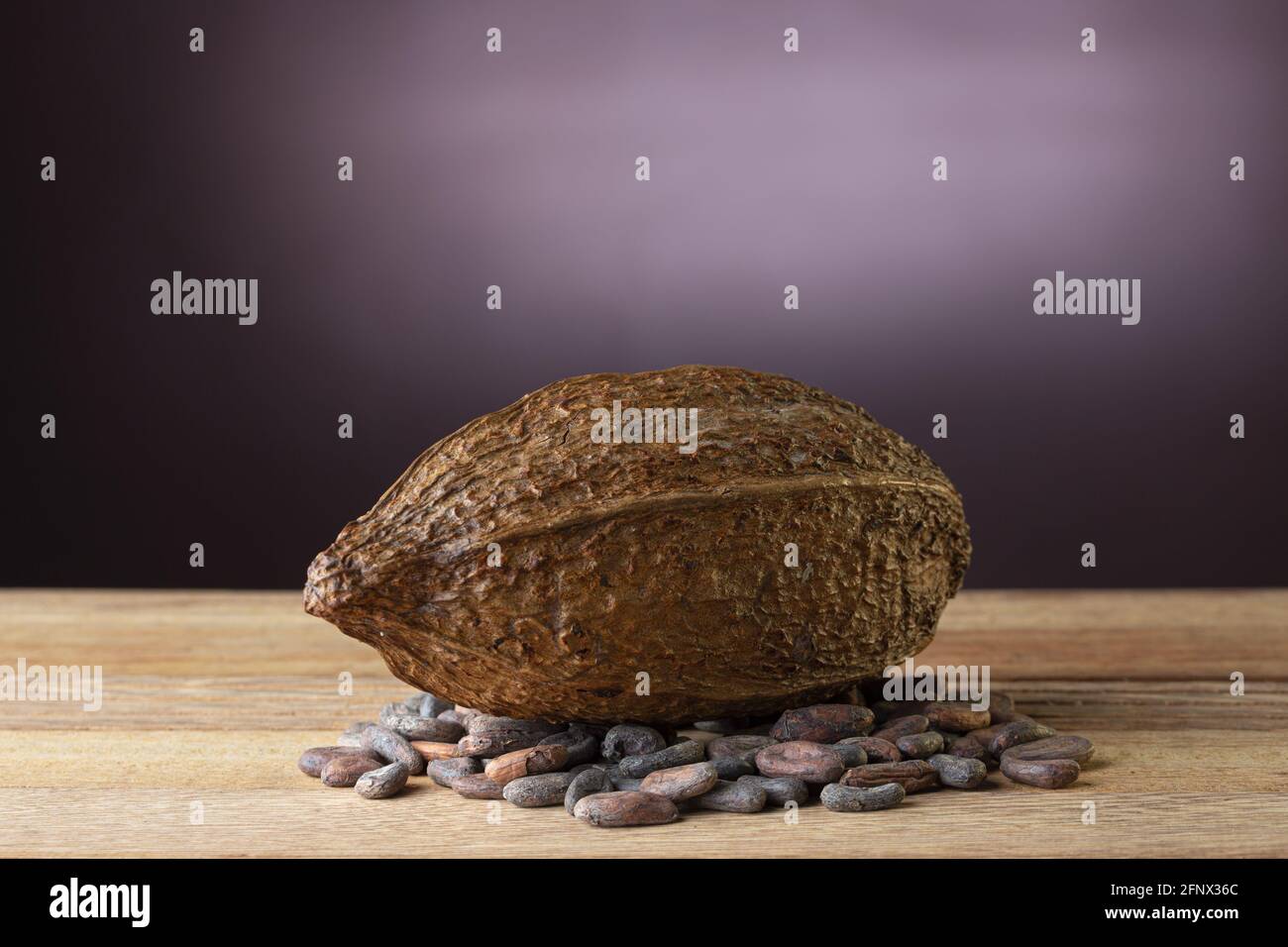 Cocoa pods with cocoa beans on a table with a black backdrop Stock ...