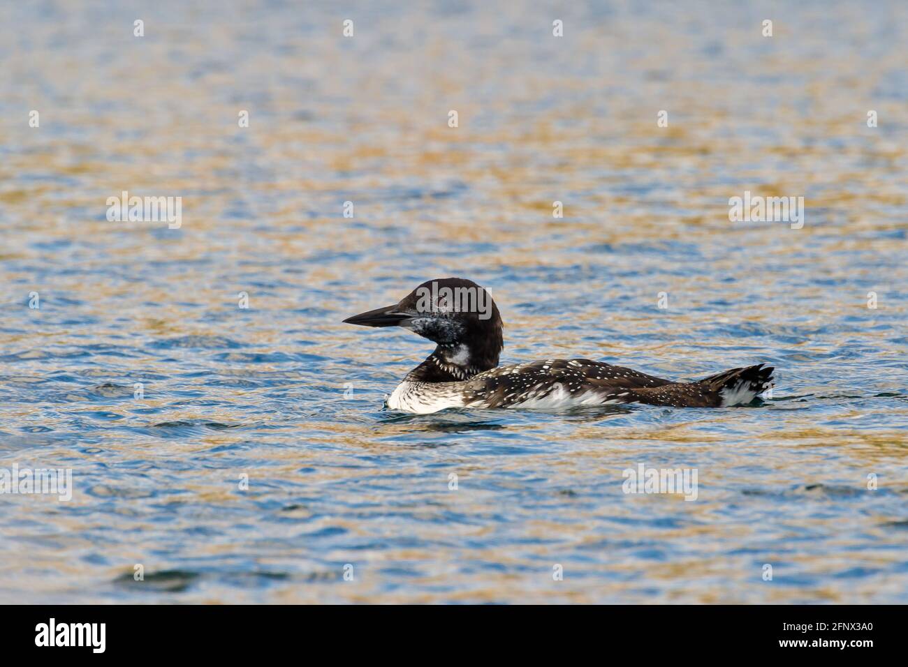 Common loon in gray water of north lake on sunset. Immer gavia Stock ...