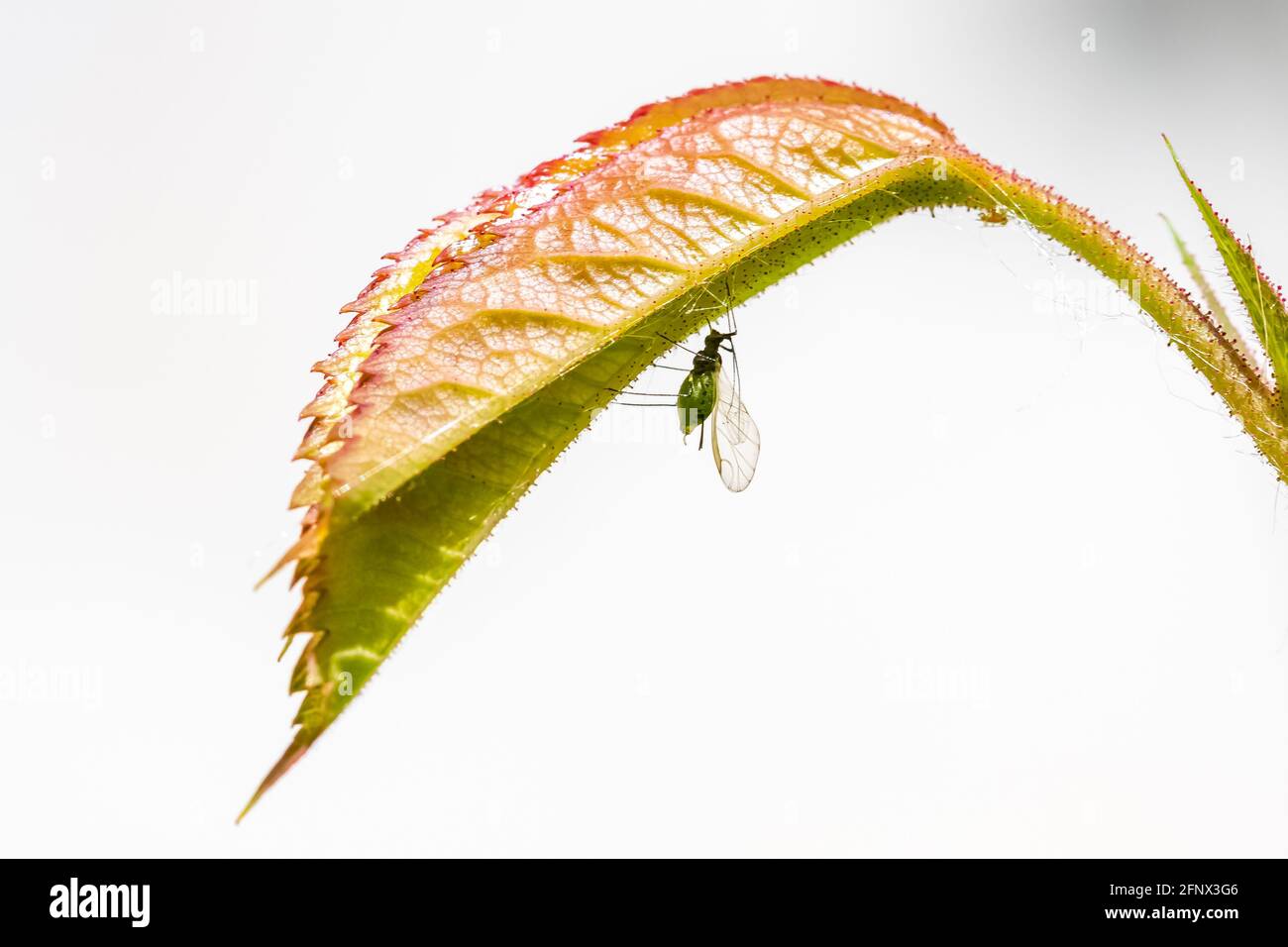 Two aphids that eat the sap of a rose Stock Photo - Alamy