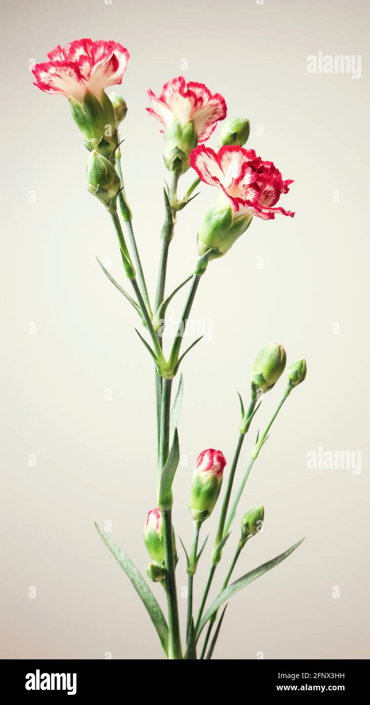 Red carnations hi-res stock photography and images - Alamy