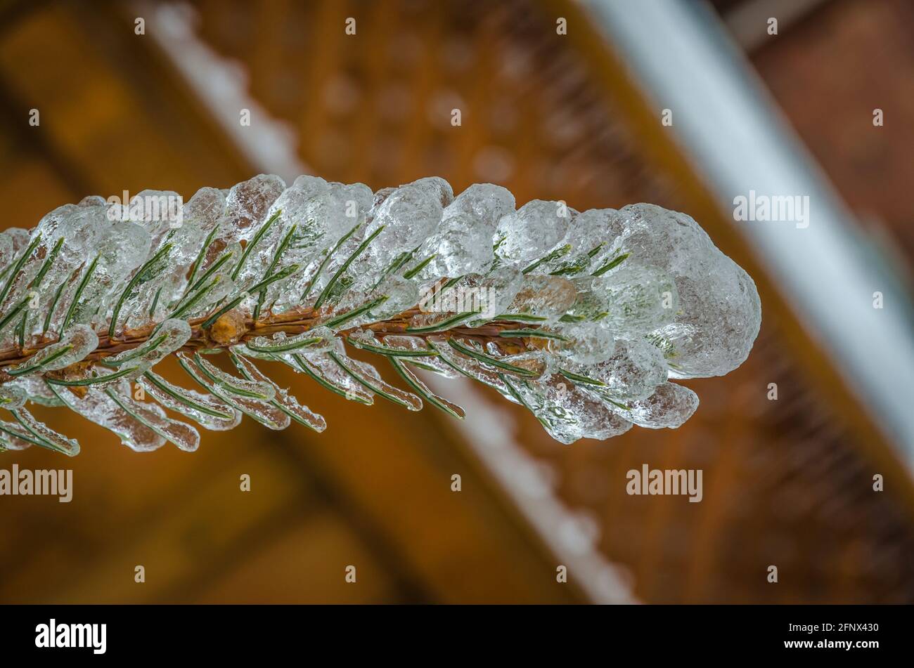 Twigs of tree encased in ice after a freezing rain storm Stock Photo ...