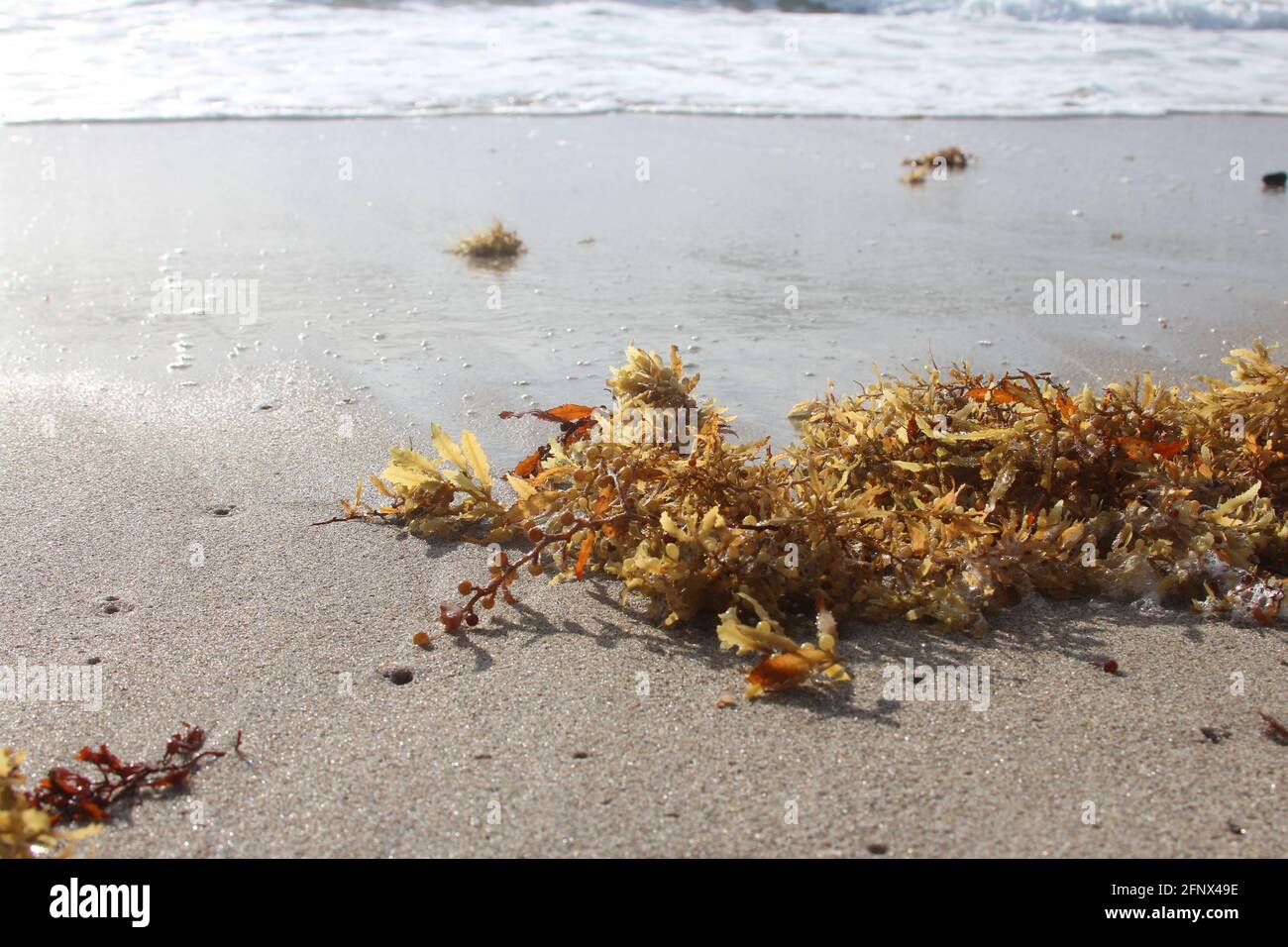 sea weed on the beach Stock Photo - Alamy