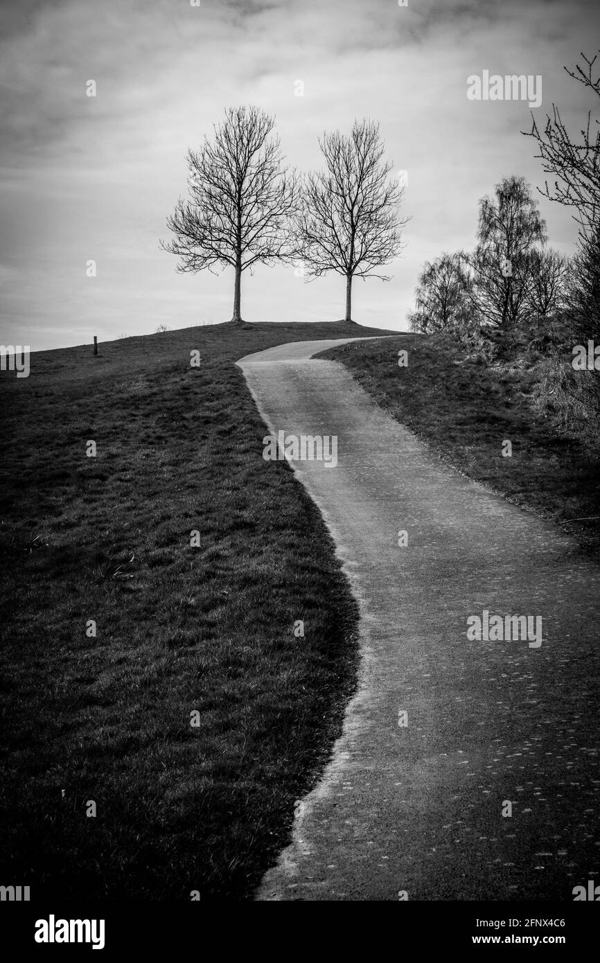 Two trees on side Black and White Stock Photos & Images - Alamy