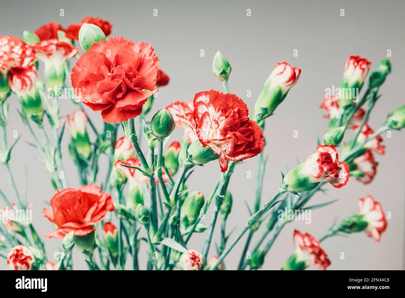 Little flowers of red carnations on gray close-up Stock Photo - Alamy