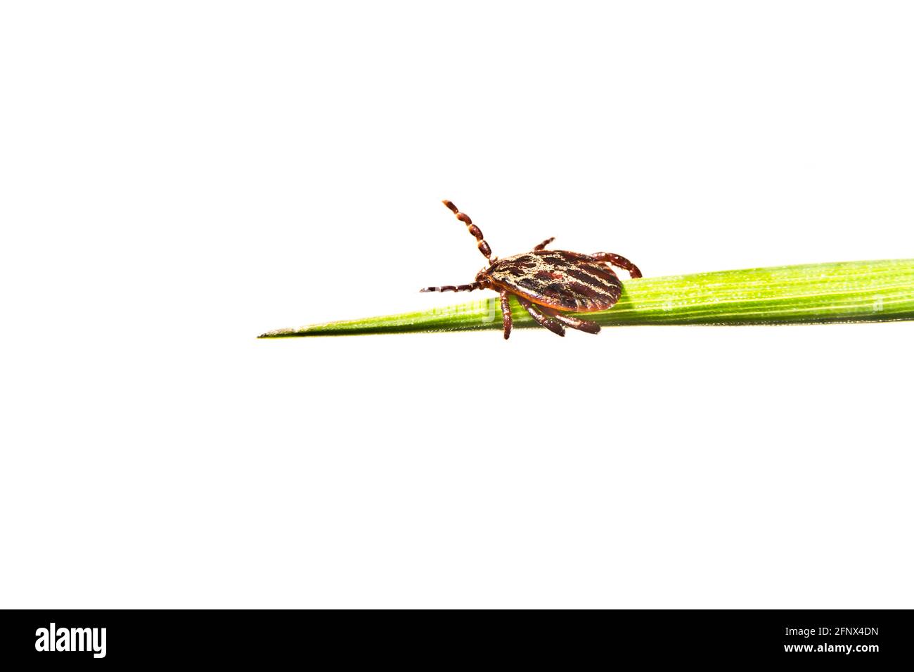 Tick in the grass on a white background Stock Photo - Alamy