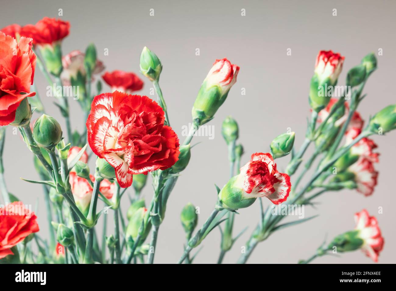 Red carnations on stem hi-res stock photography and images - Alamy