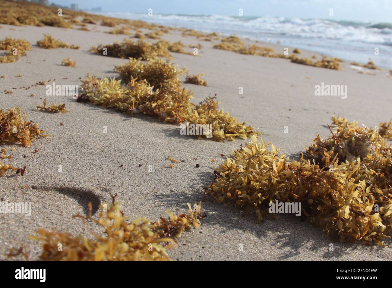 sea weed on the beach Stock Photo - Alamy