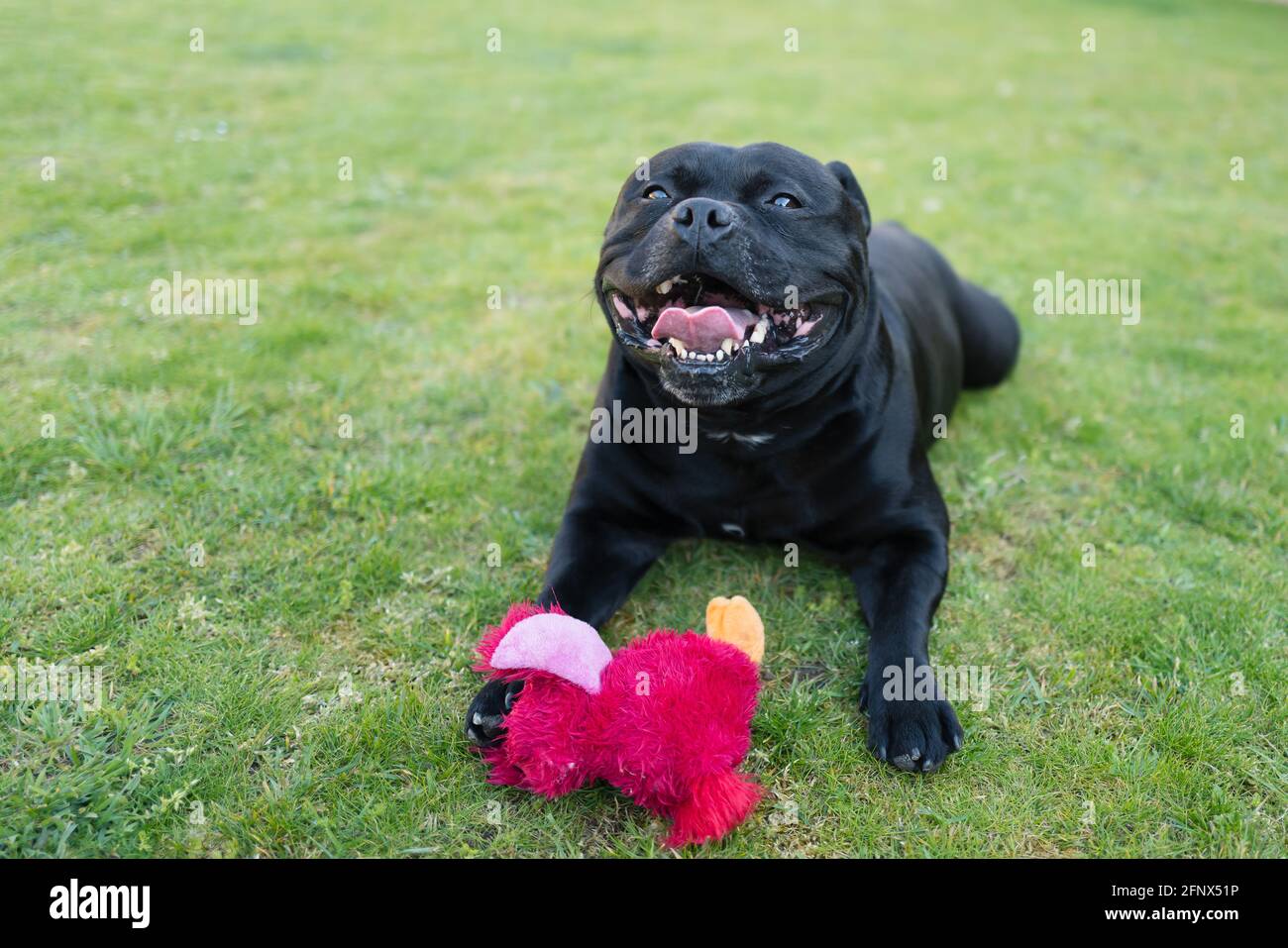 Happy, smiling Staffordshire Bull Terrier dog lying on grass with a red ...