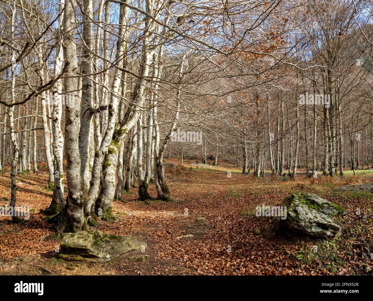 Forest path with fallen leaves in Gavarnie circus France autumn Stock ...