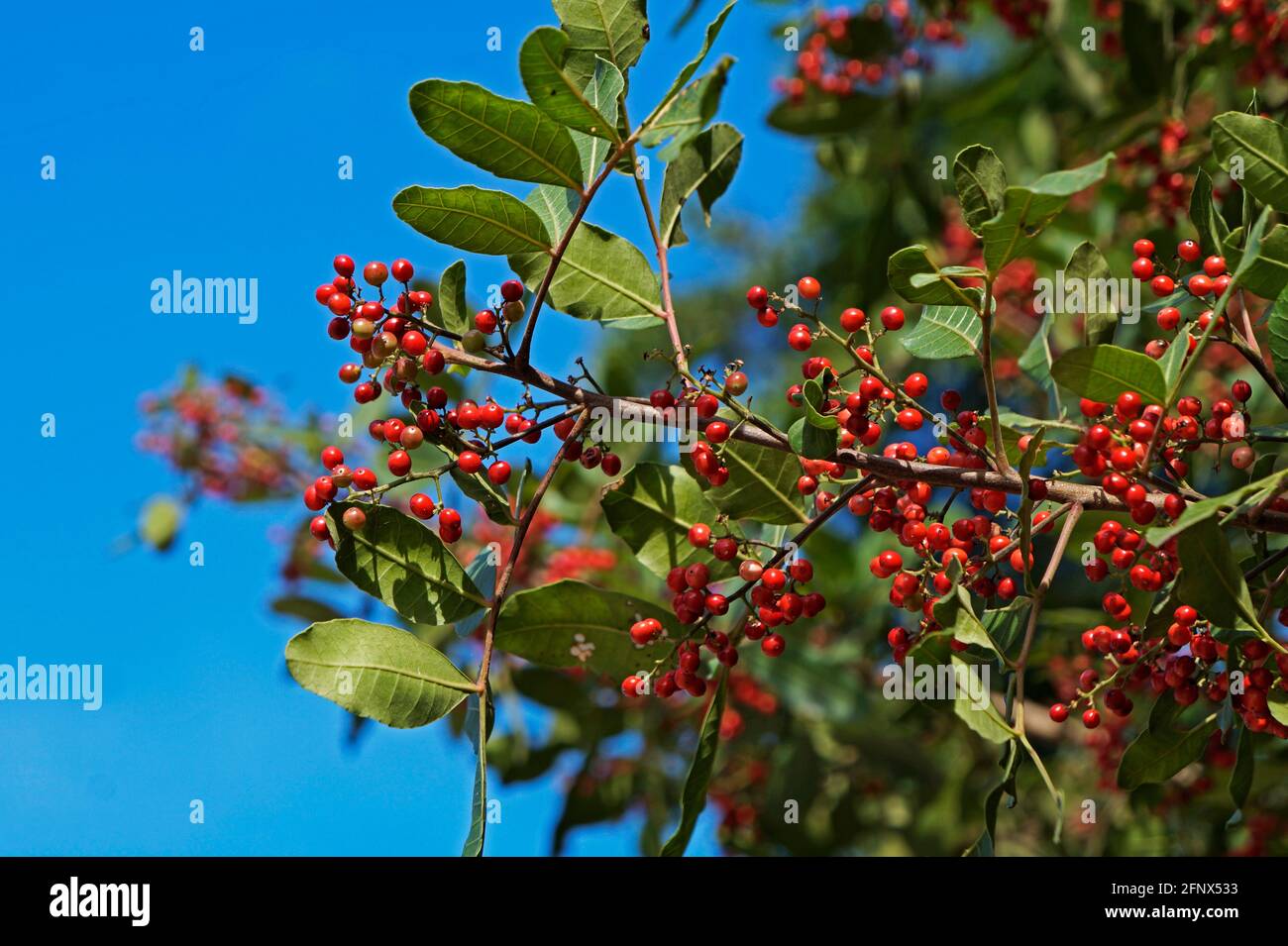 Brazilian peppertree fruits (Schinus terebinthifolius Stock Photo - Alamy