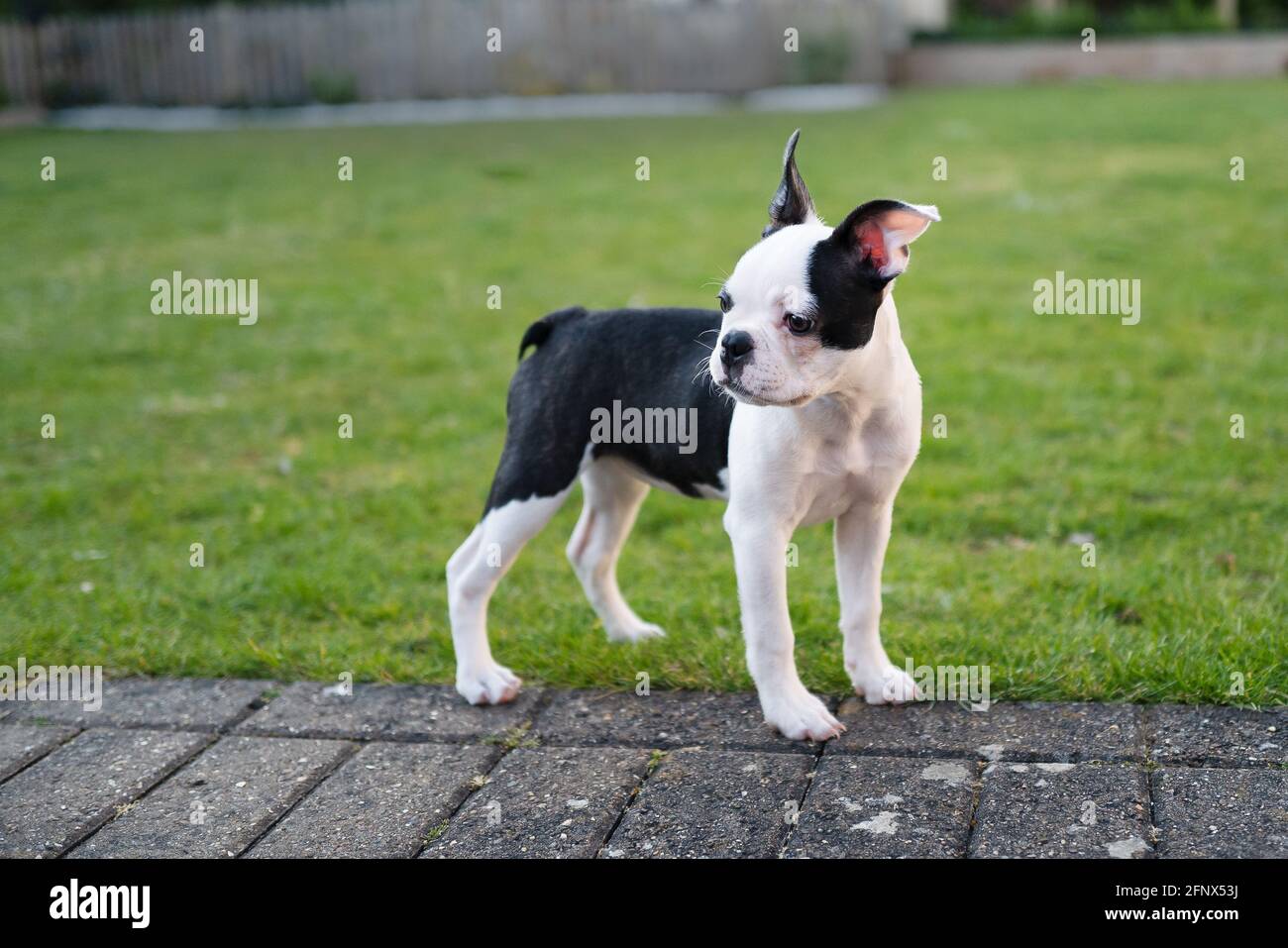 Boston bulldog hi-res stock photography and images - Alamy