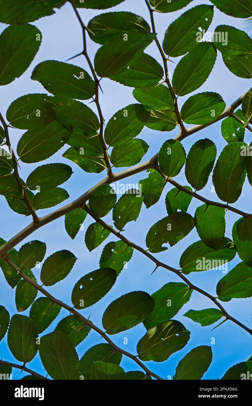 Leaves pattern background, Rio de Janeiro Stock Photo - Alamy