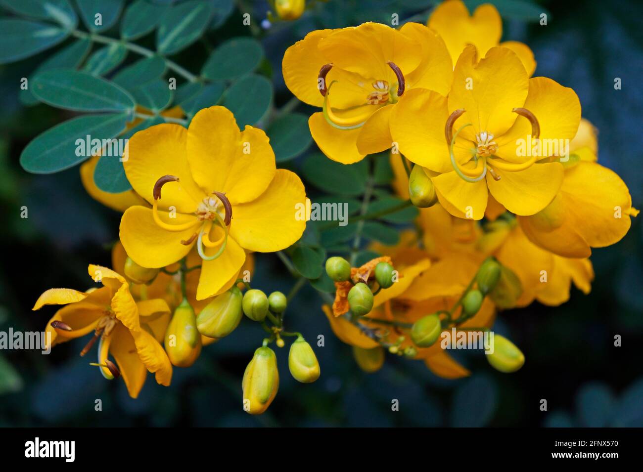 Yellow flowers (Senna auriculata) on tropical rainforest Stock Photo ...