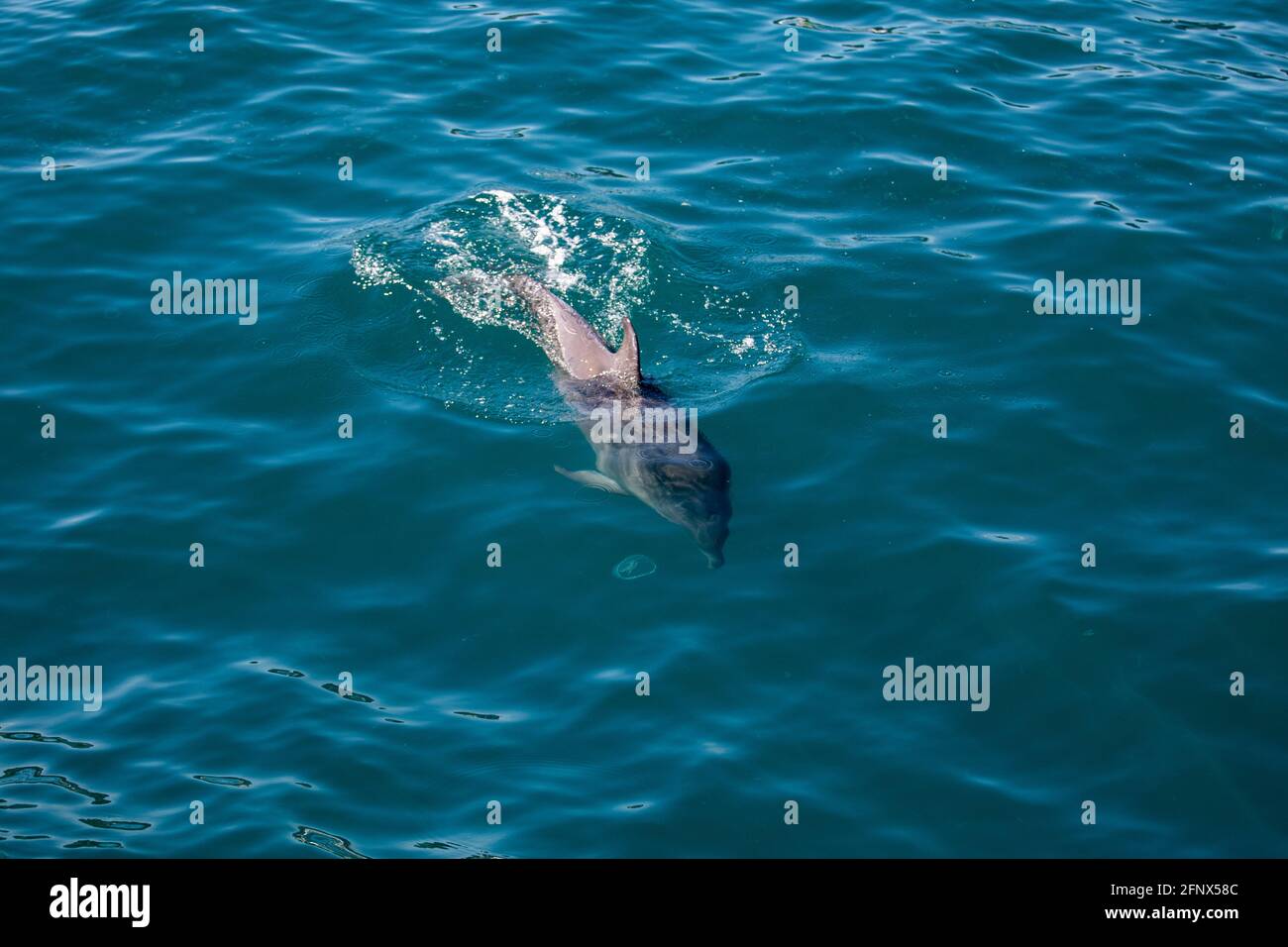 Dolphin images hi-res stock photography and images - Alamy