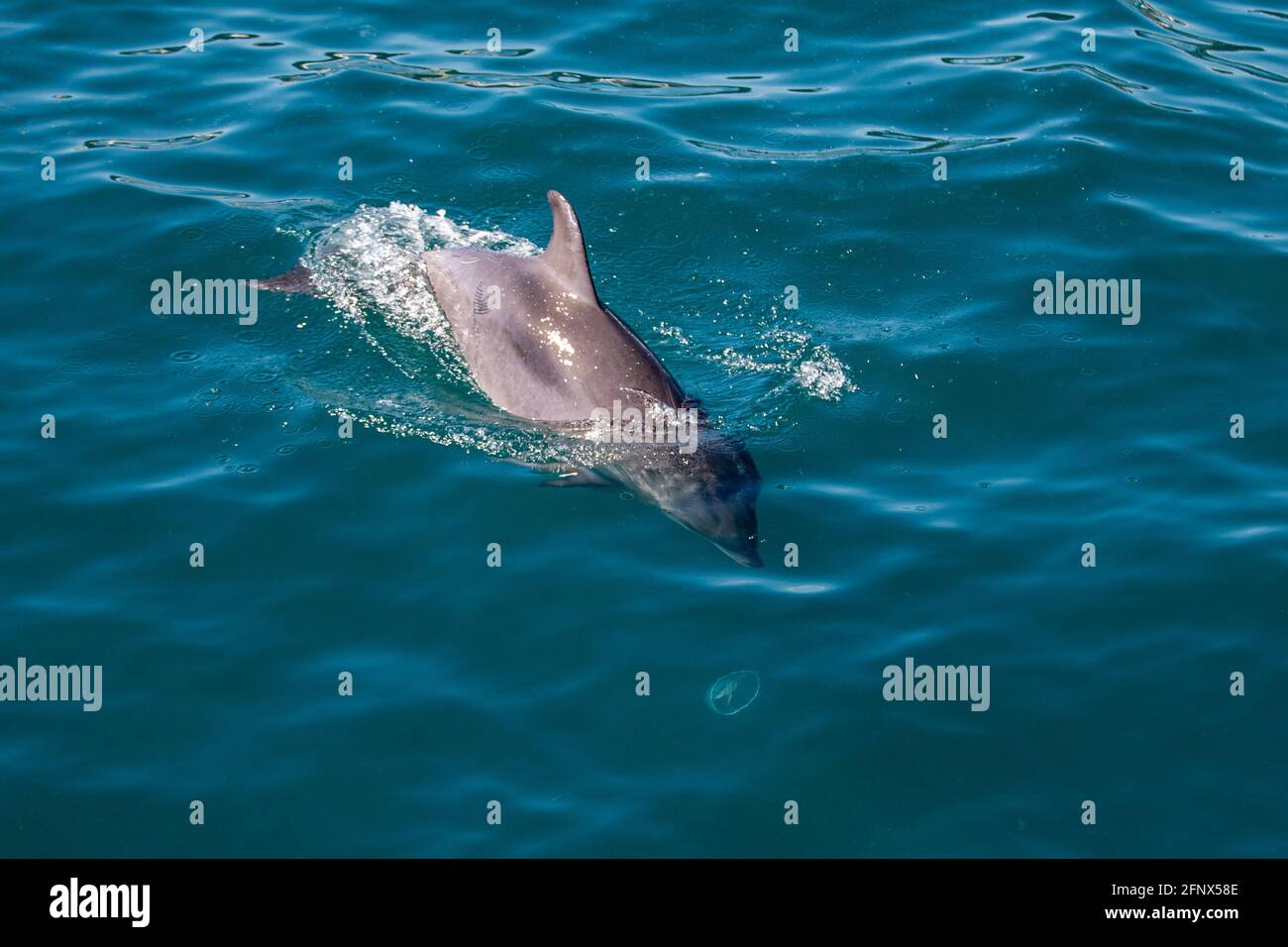 Dolphin images hi-res stock photography and images - Alamy