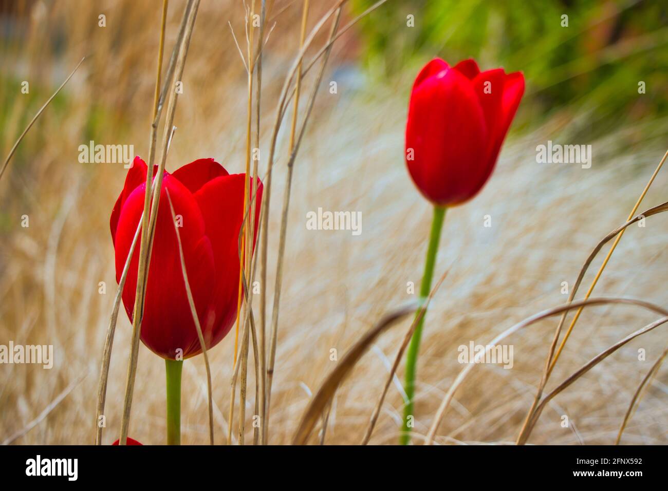 Two tulpen hi-res stock photography and images - Alamy