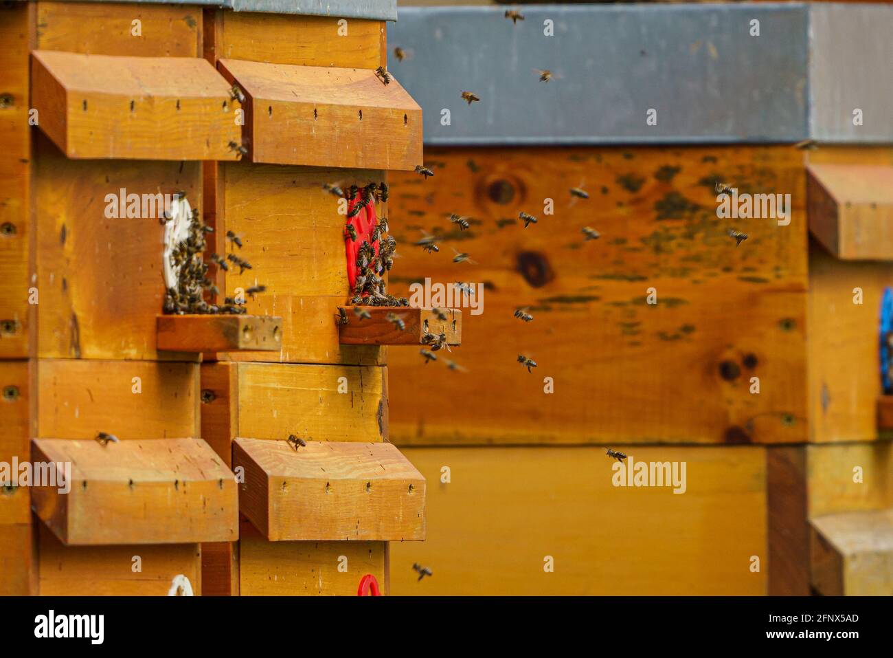 Close up of flying bees. Wooden beehive and bees Stock Photo - Alamy