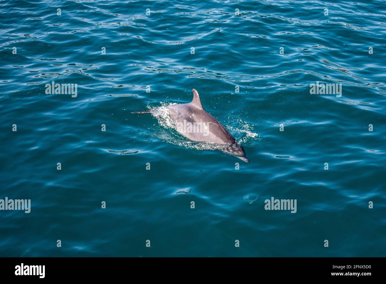 Dolphin images hi-res stock photography and images - Alamy
