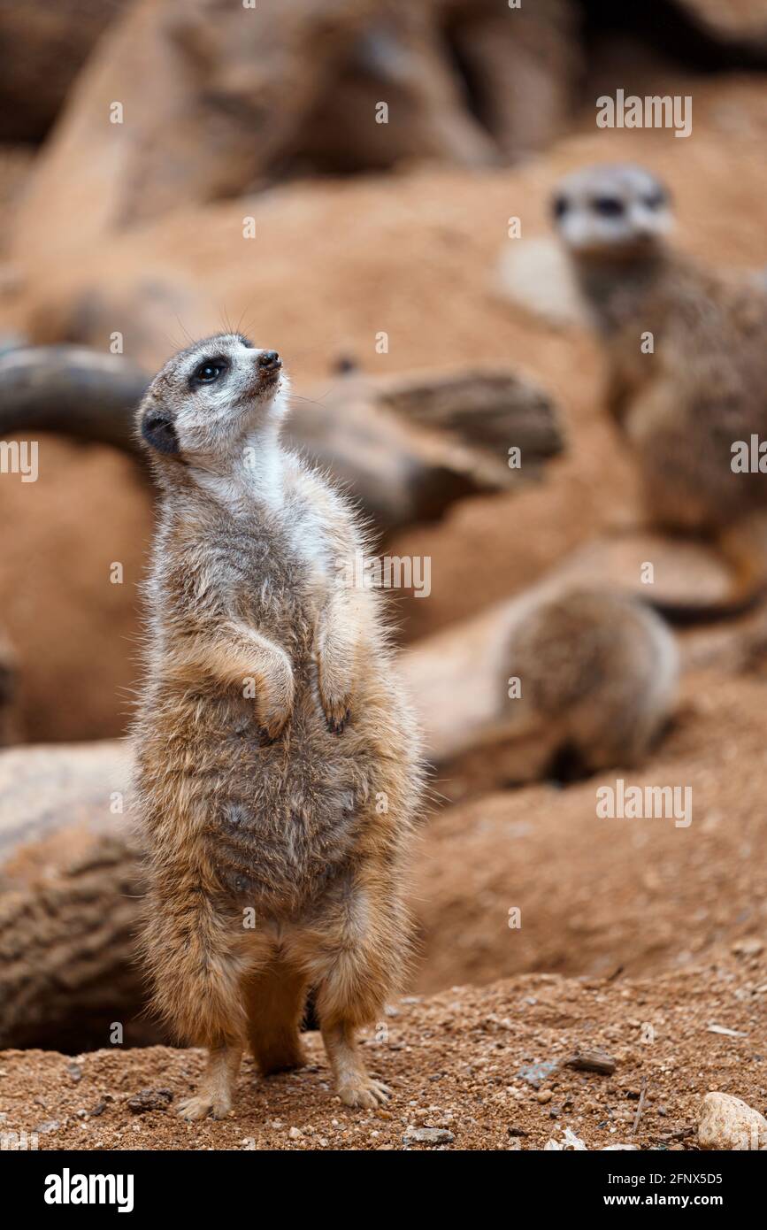 Portrait of Meerkat Suricata suricatta, African small animal, carnivore ...