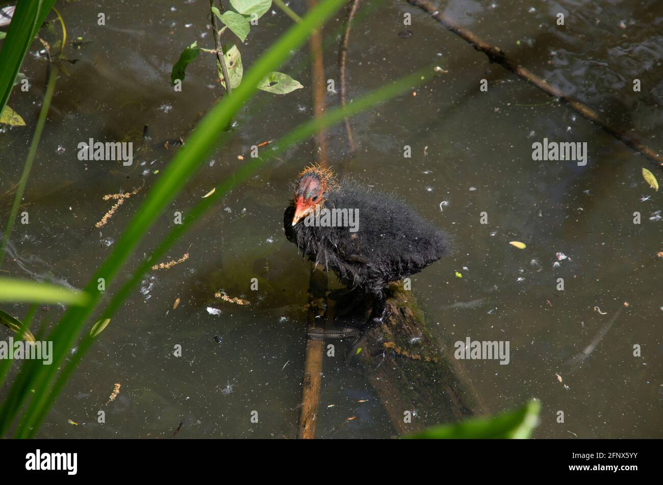 Baby moorhen hi-res stock photography and images - Alamy