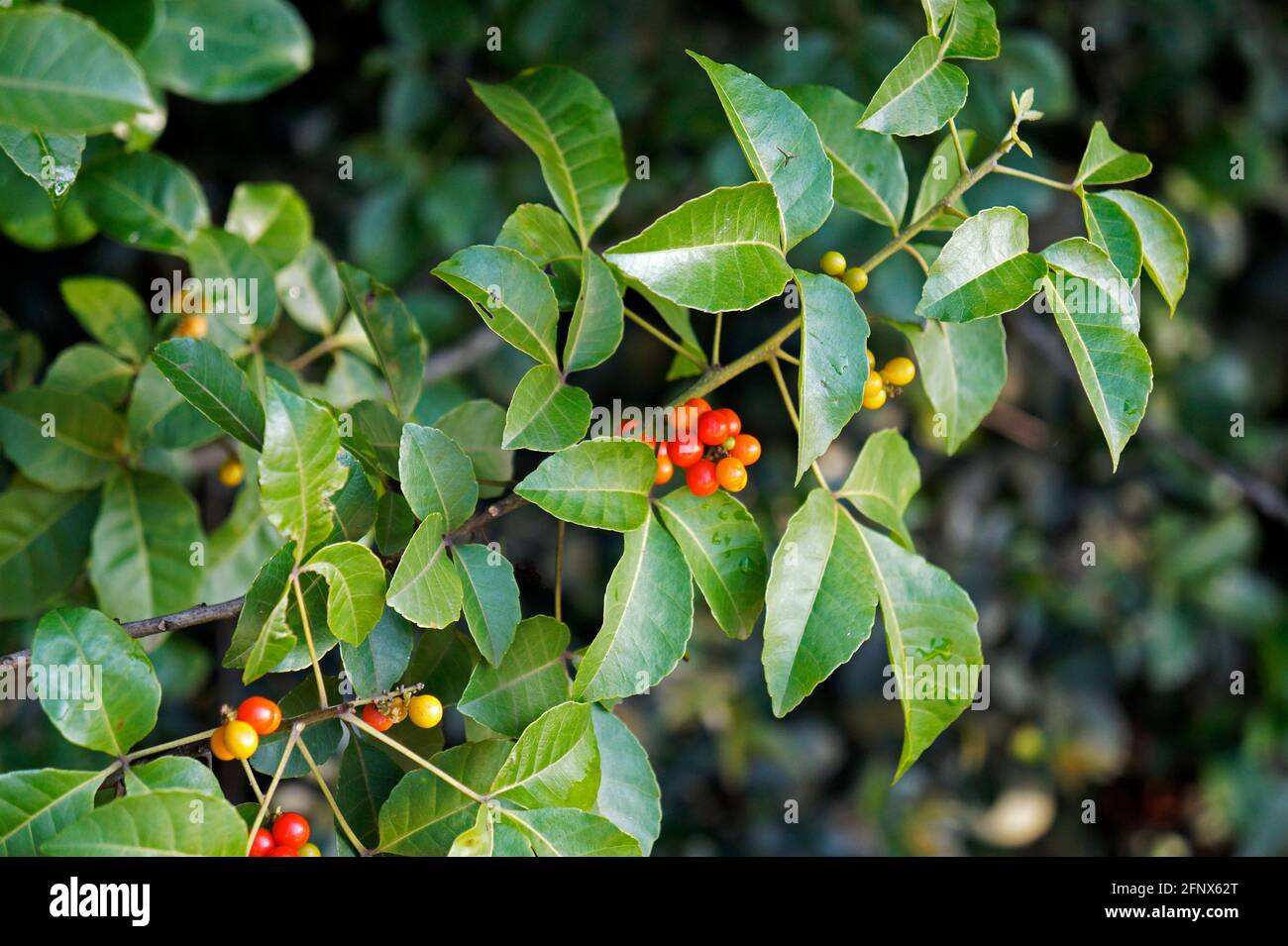 Rainforest leaves and berries hi-res stock photography and images - Alamy