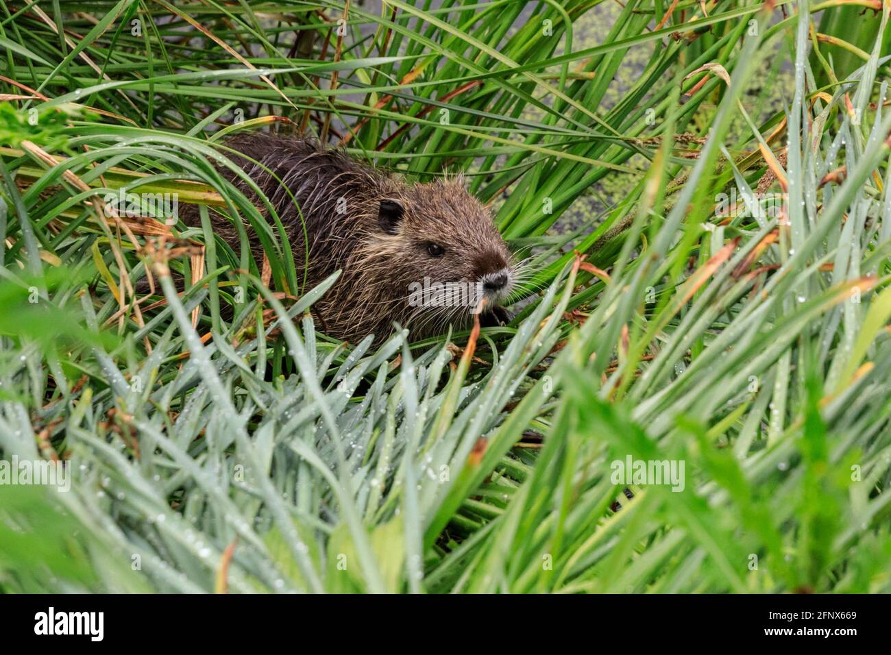 Dig up plants hi-res stock photography and images - Alamy