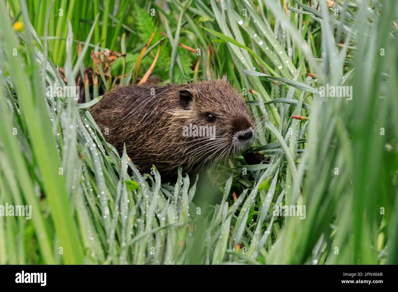Nutria babies hi-res stock photography and images - Alamy