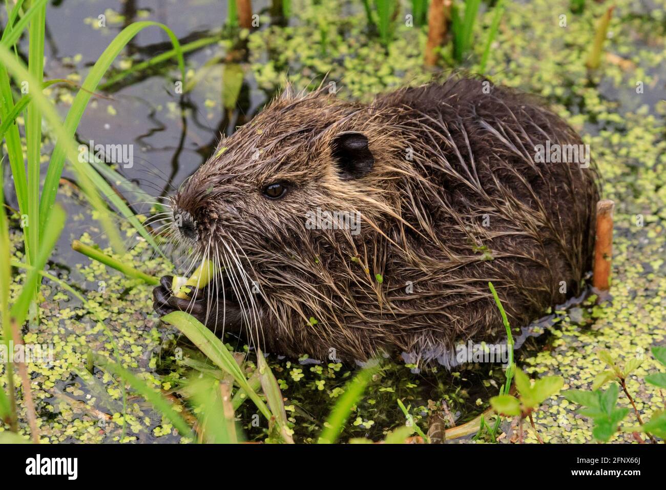 Brown rat babies hi-res stock photography and images - Alamy