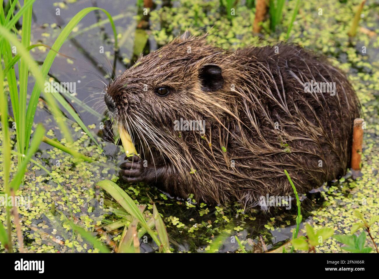 Dig up plants hi-res stock photography and images - Alamy