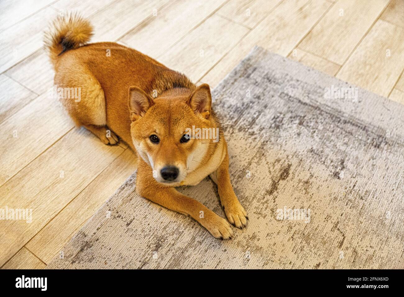 Shiba Inu Full Grown Female