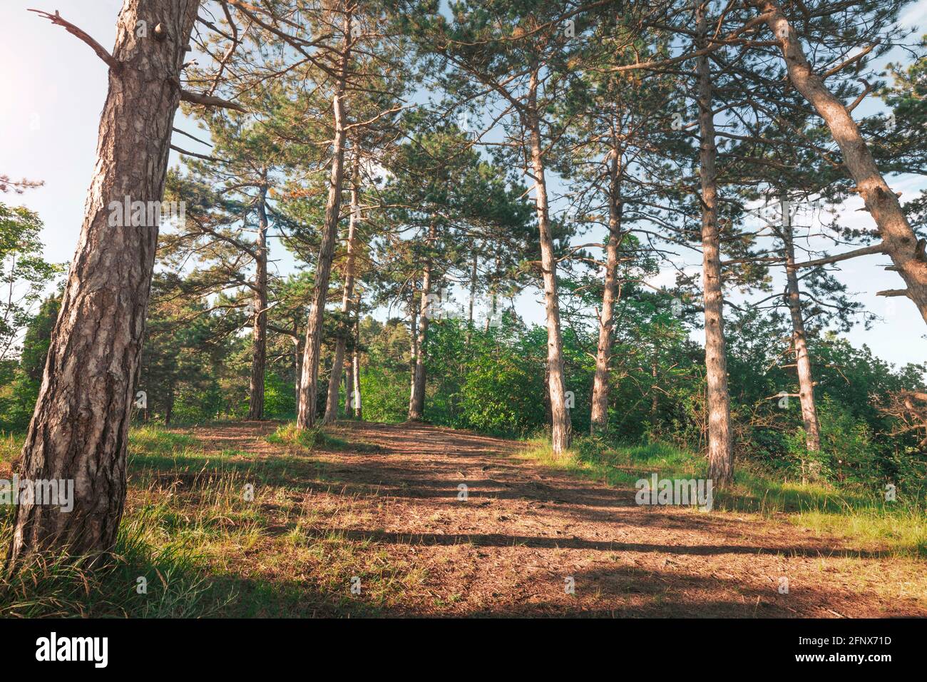Beautiful mediterranean forest, path in the woods Stock Photo - Alamy