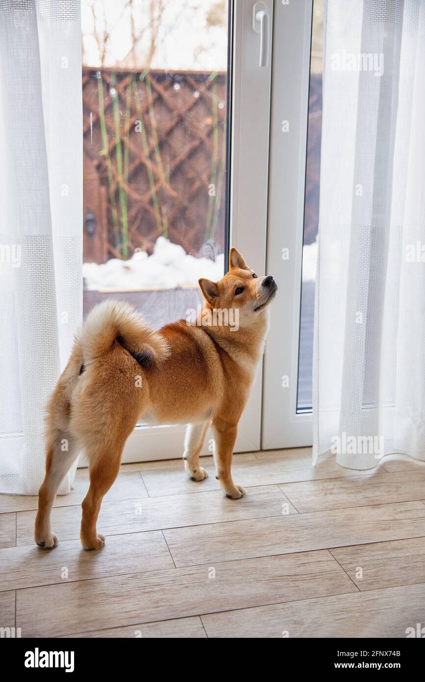 Shiba Inu Full Grown Female