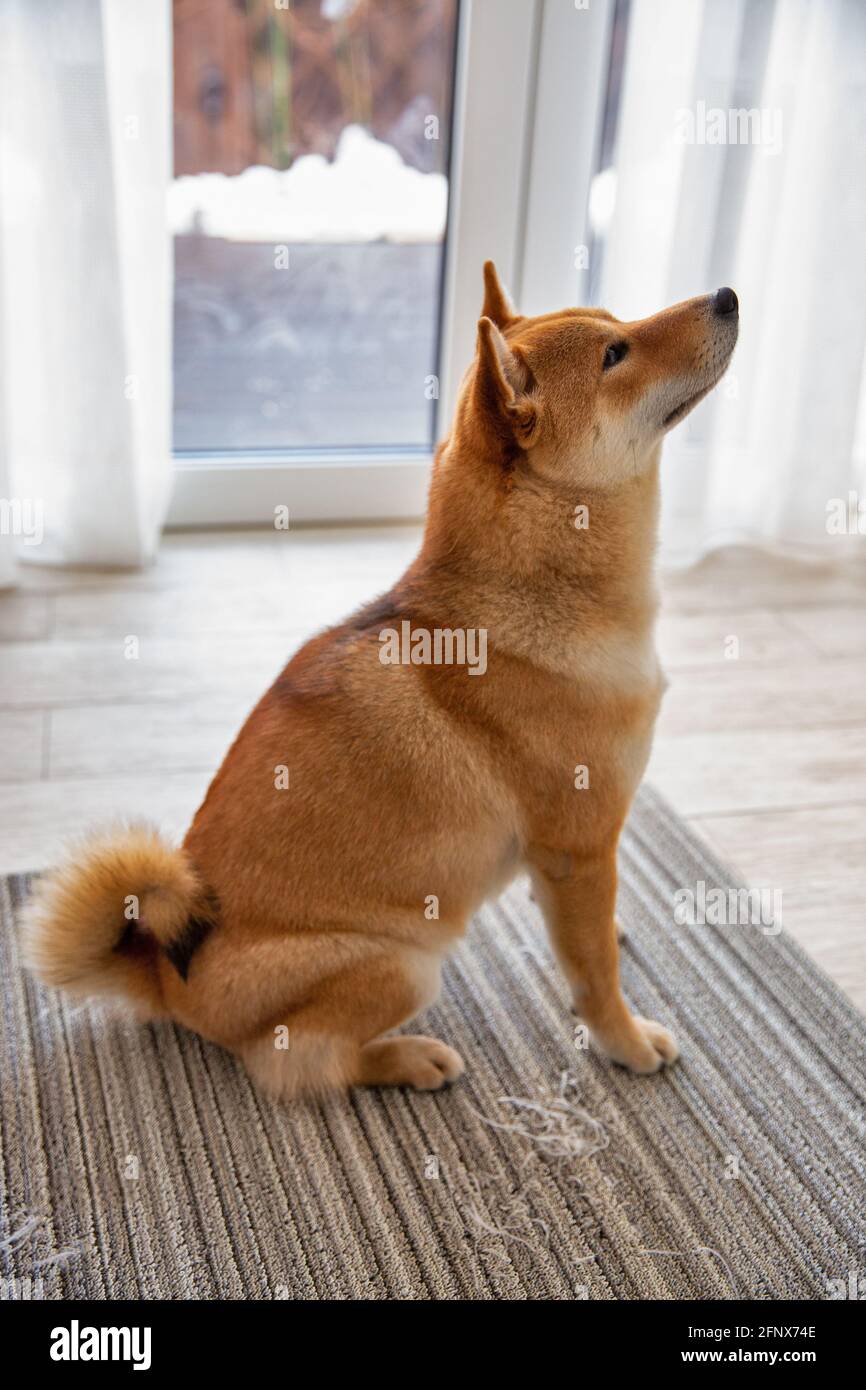 Shiba Inu Full Grown Female