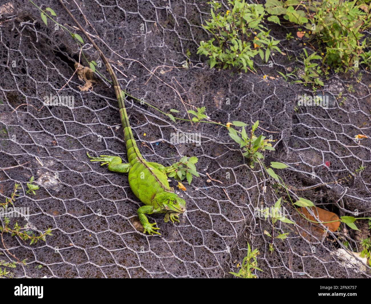 A large, green lizard on a grid, on the bank of a river in the Amazon ...