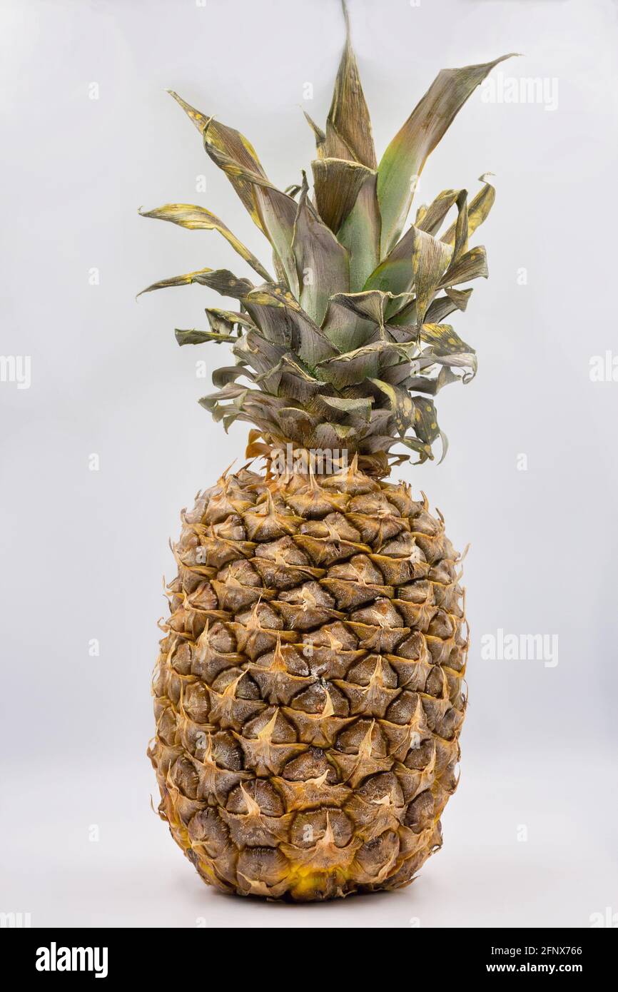 Studio shot of whole pineapple fruit closeup on white background. The ...