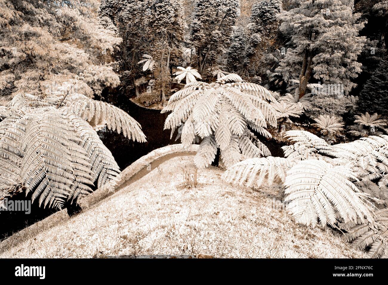 Simulated infrared photo of tree ferns in Parque Terra Nostra. Furnas ...