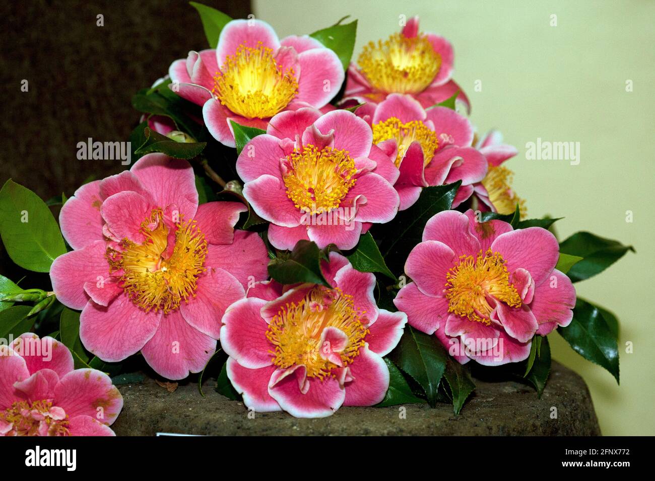 Camellia japonica "Tama Beauty" on exhibition in Furnas Valley ("Vale ...