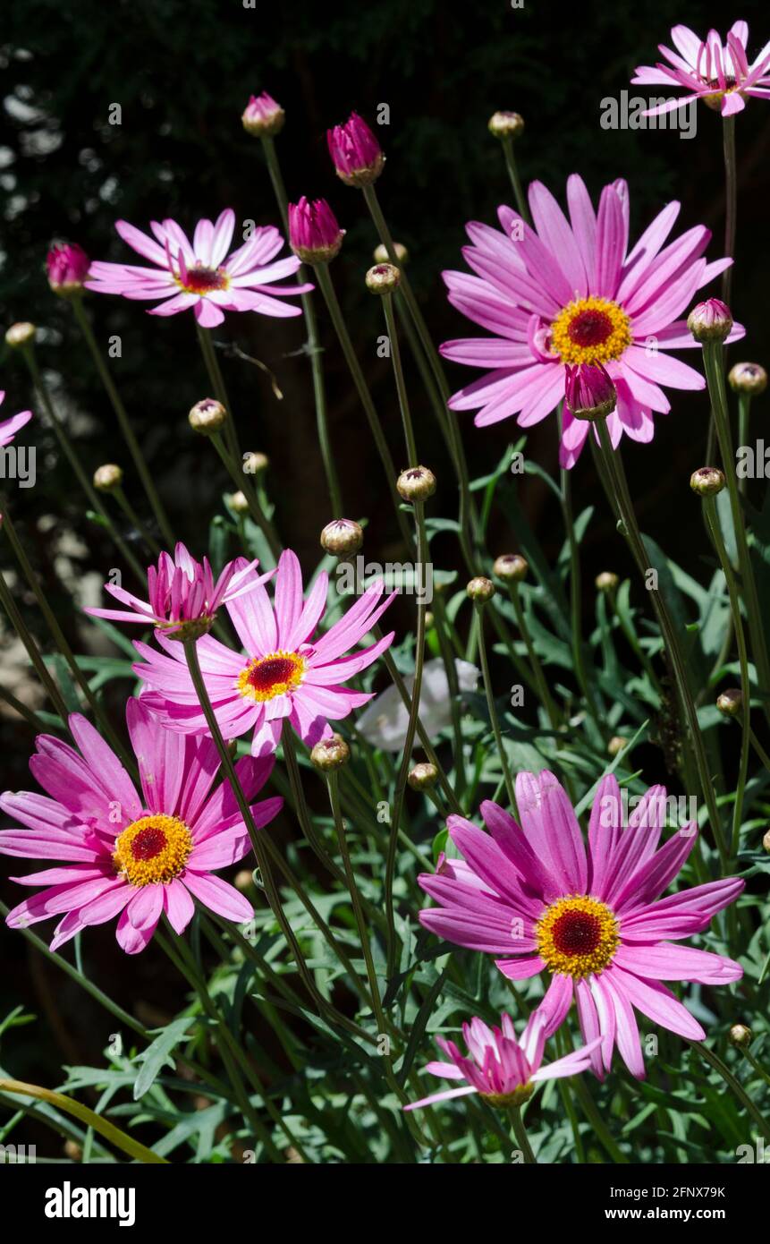 Cosmos daisy hi-res stock photography and images - Alamy