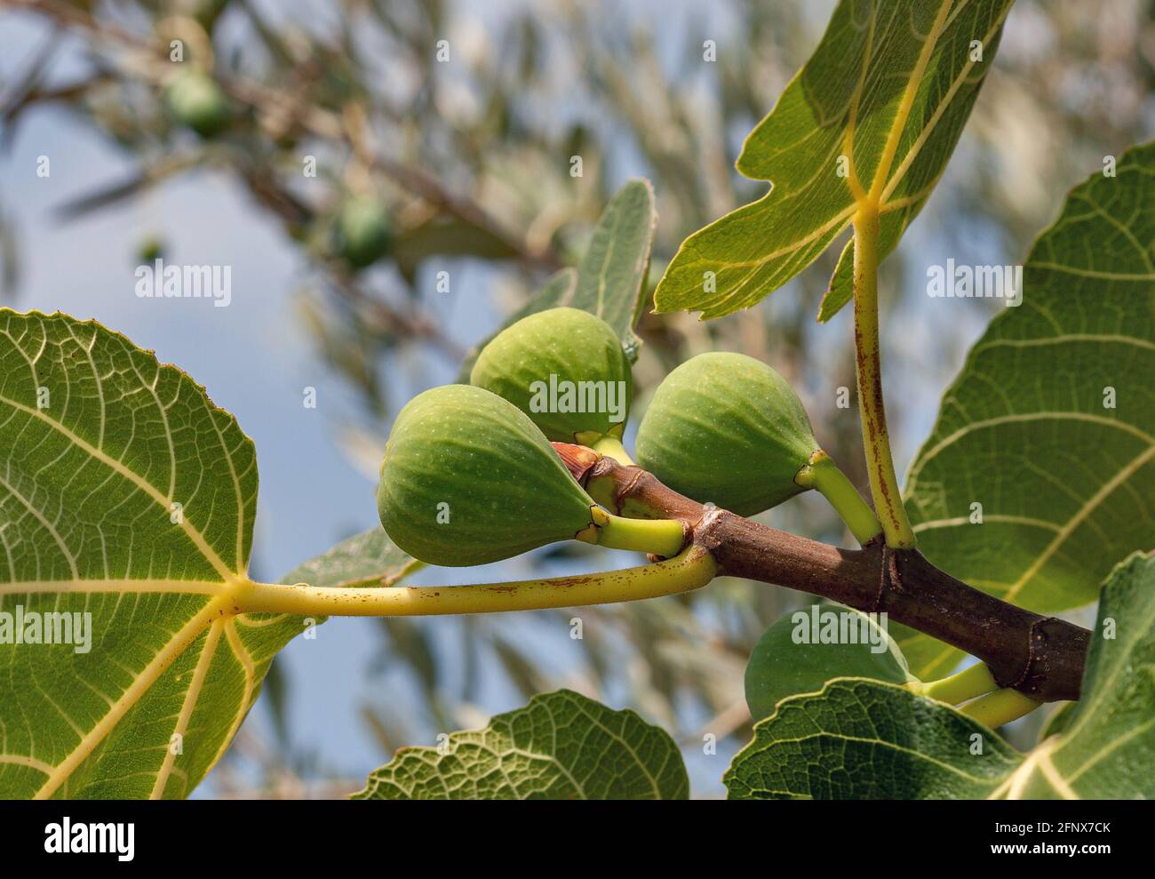 Figs on the branches of a fig old tree closeup Stock Photo - Alamy