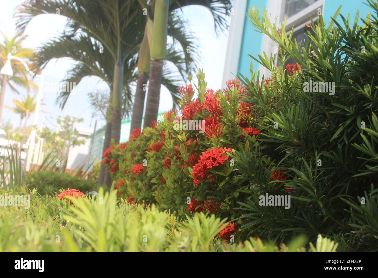 Vivid red bushes hi-res stock photography and images - Alamy